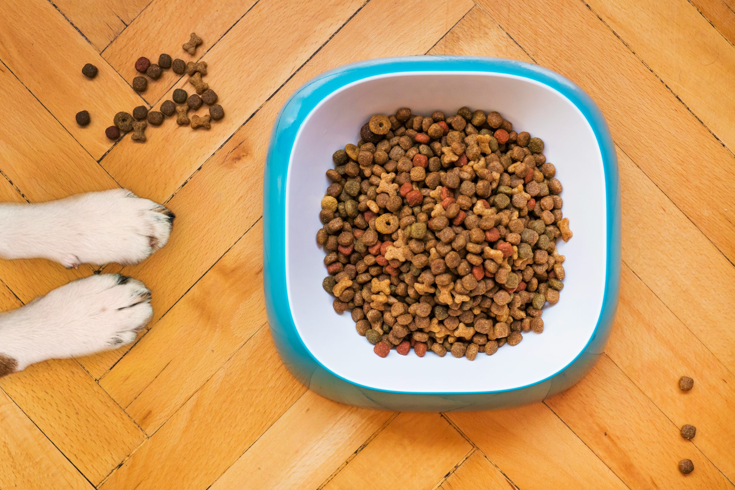 Sneaky signs your expensive pet food is terrible