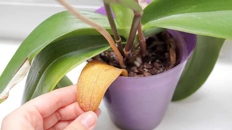 Keep your orchids happy and healthy with a simple Epsom salt hack