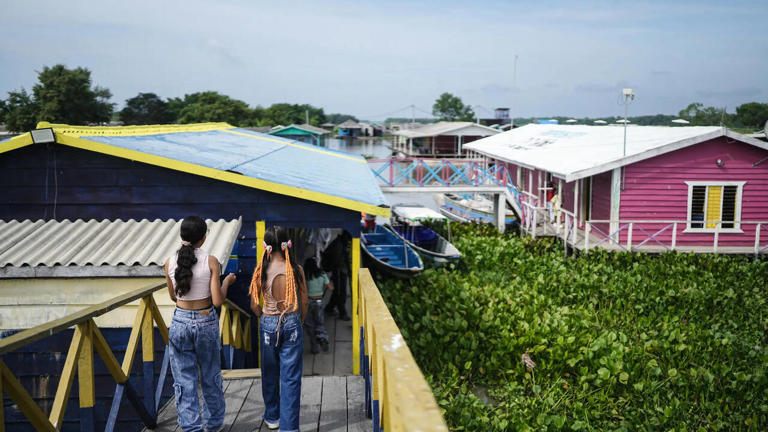 Invasive plant species disrupts livelihoods in Colombia's Cienaga ...