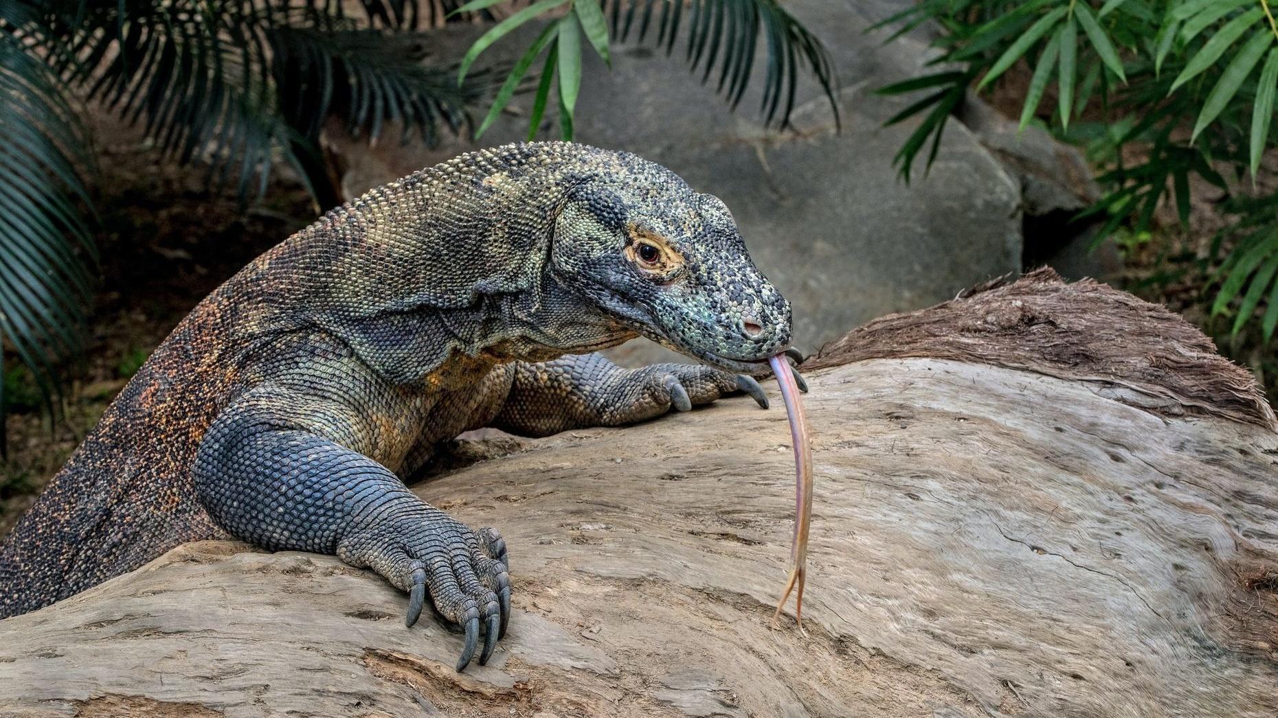 Forget bears: these animals pose an even bigger threat