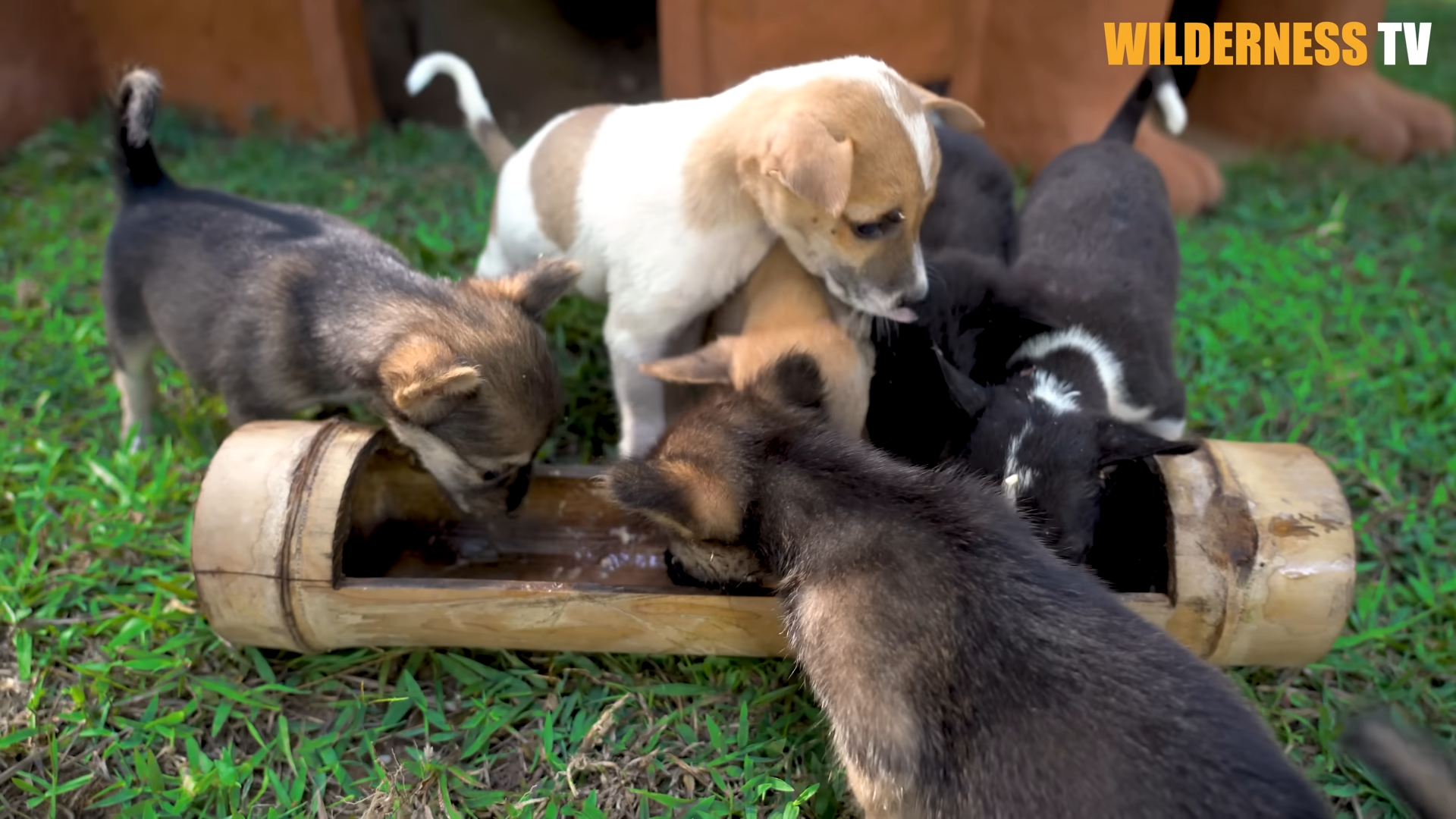 Watch what happens when rescued puppies experience comfort for the ...