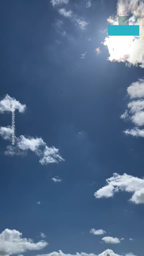 Golden eagle stuns crowd with high-speed dive during bird show