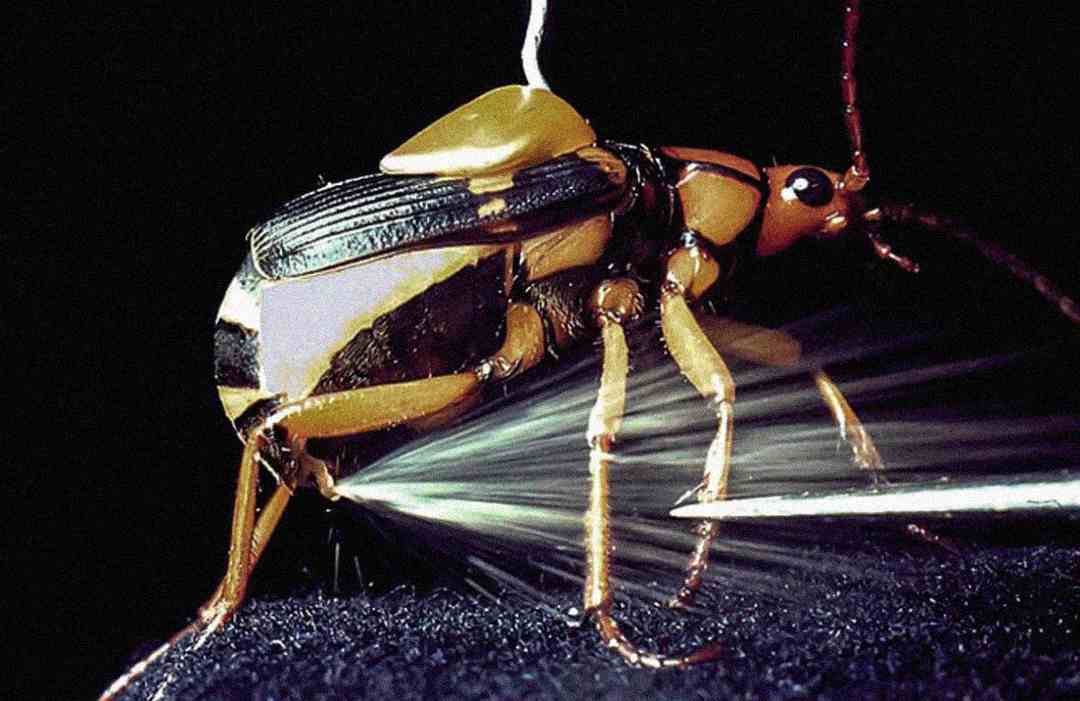 15 animals with weird defense mechanisms