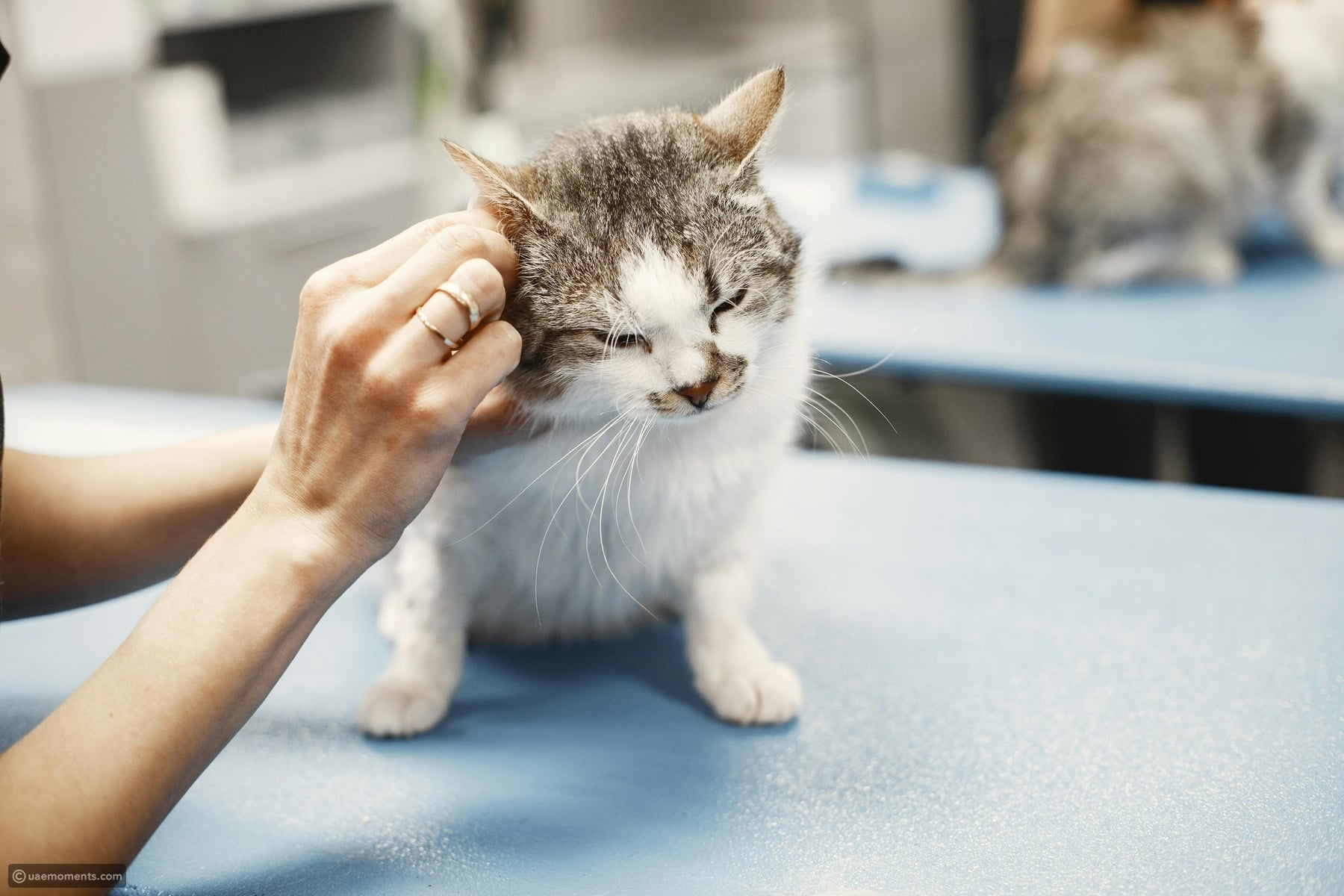 10 things you shouldn't do if you love your cat a lot
