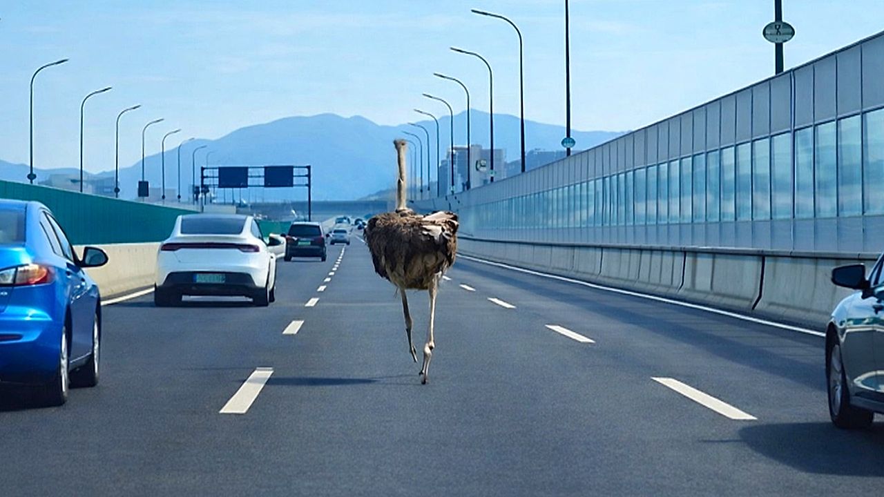 Ostrich runs along middle lane of busy motorway in China