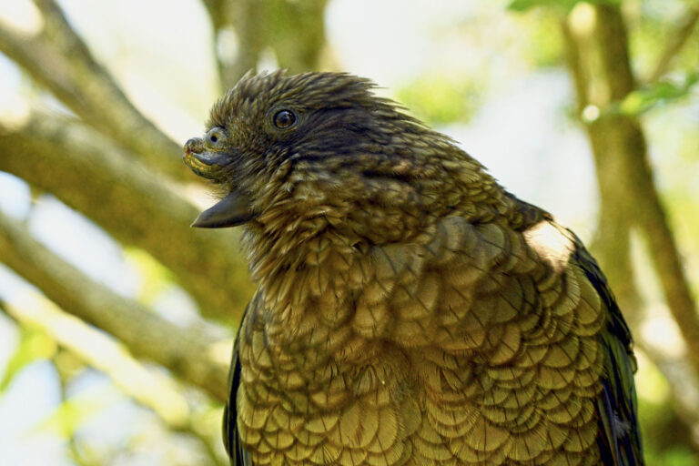 No beak = weak? Not for this New Zealand parrot that’s the alpha male ...