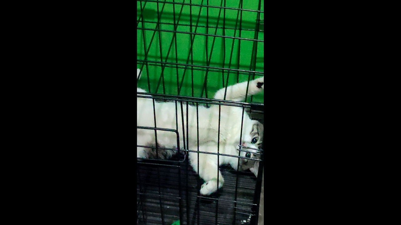 Baybay the Puspin chills inside her cage