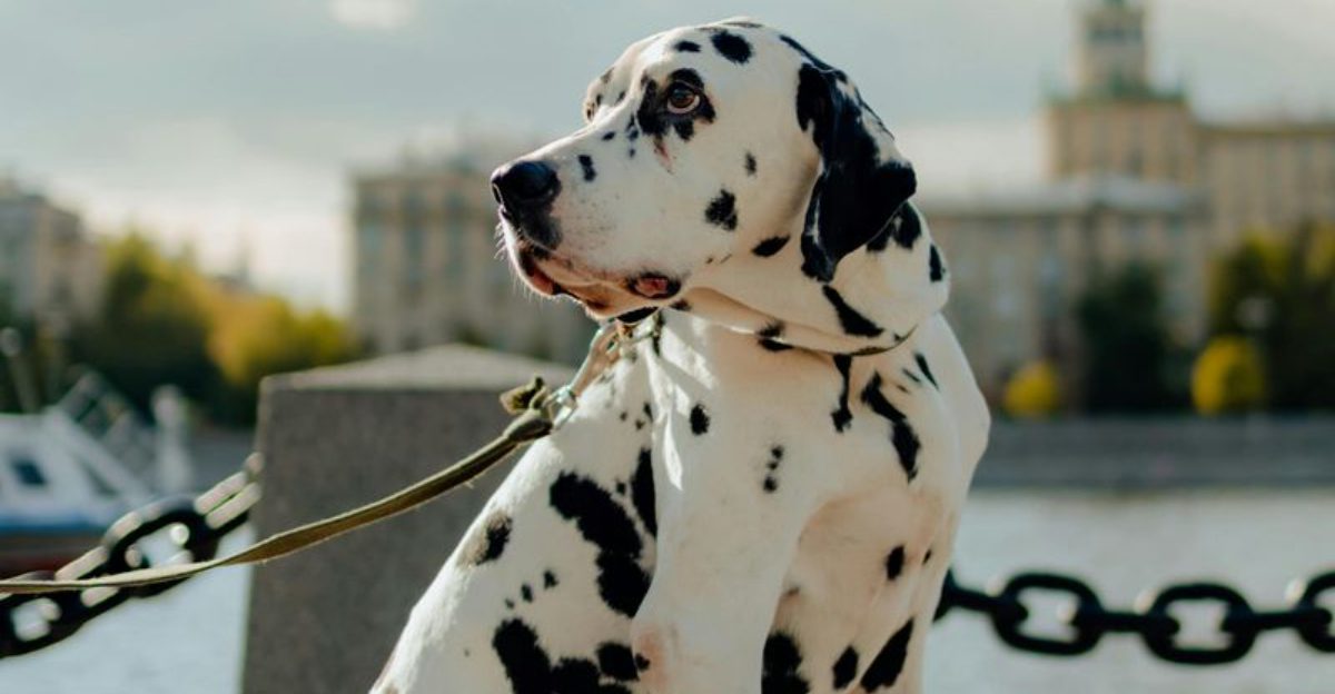 12 dog breeds that make owners say never again – plus 5 they would ...