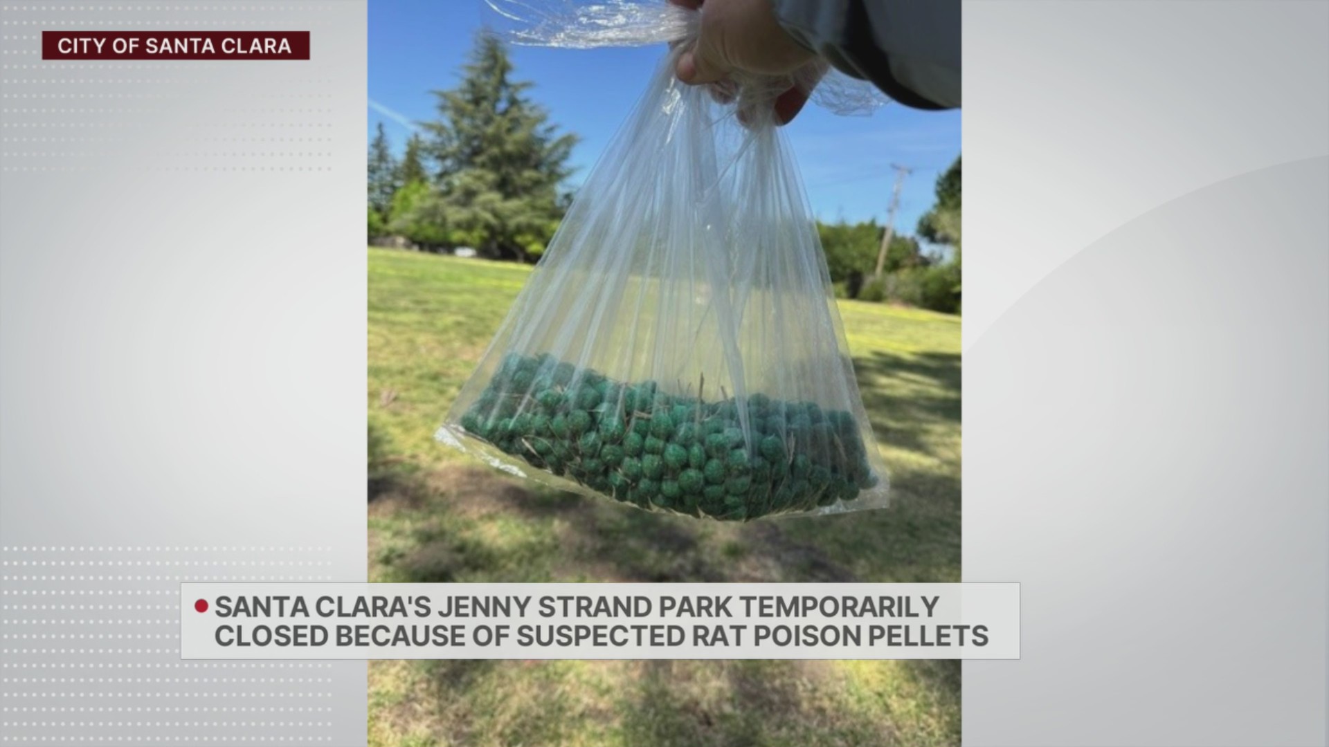 Suspected rat poison found at South Bay park, 1 dog sickened