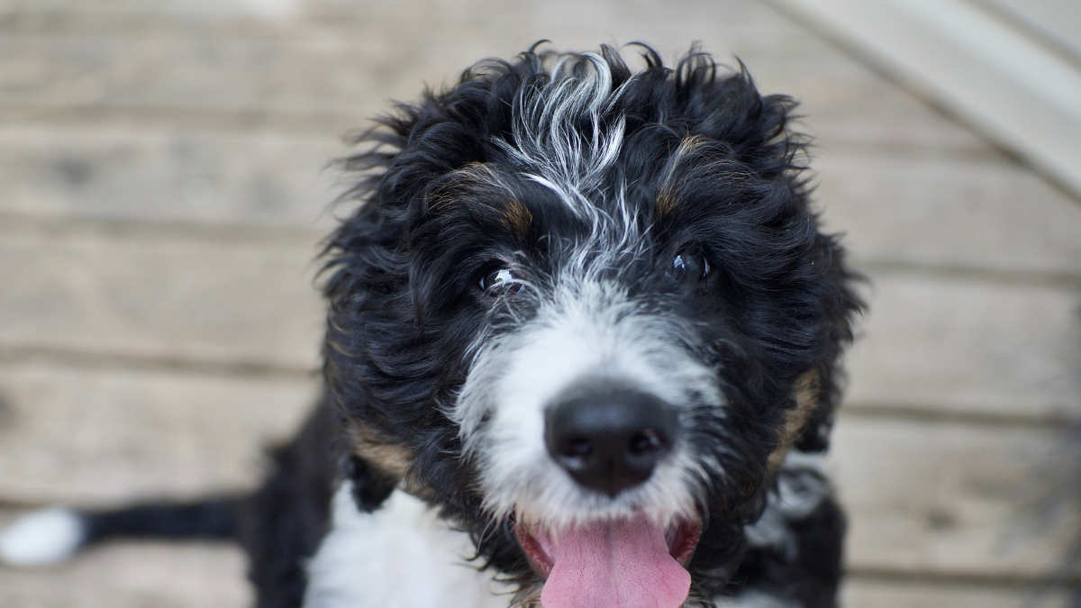 This service dog knew something was wrong before anyone else—and ...