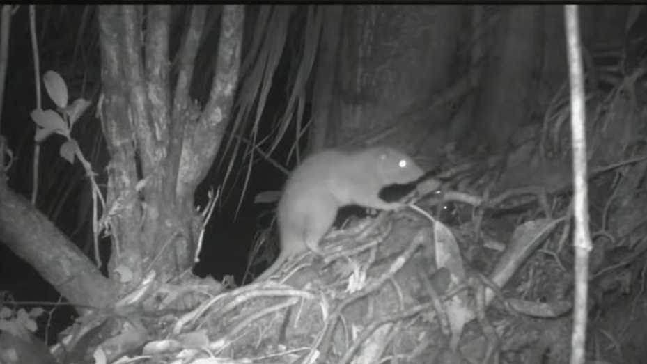 This rare giant rat was caught on camera for the first time