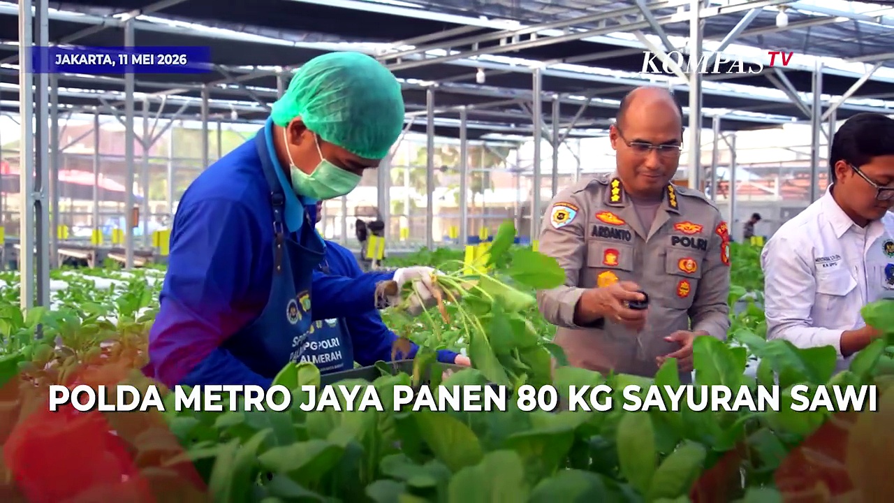 Greenhouse SPPG Palmerah panen sawi dan nila untuk bahan MBG