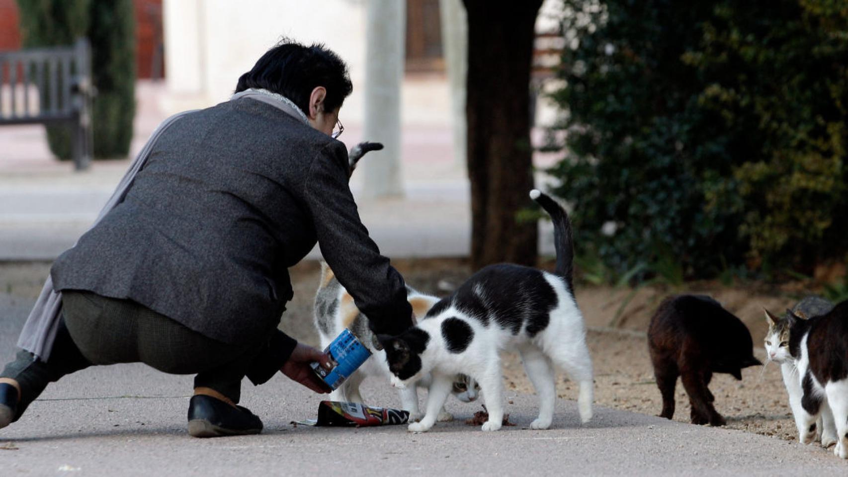 Ya entró en vigor: la Ley de Bienestar Animal prohíbe alimentar a gatos ...