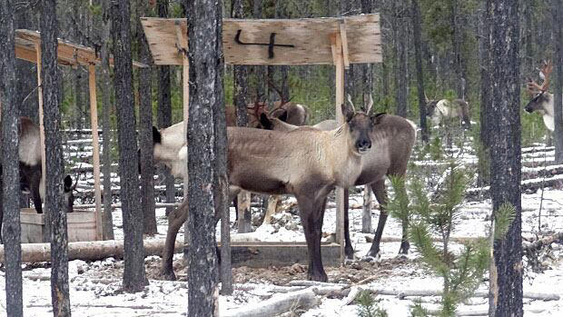 BC biologist disciplined for 'hunting' caribou after shooting clips to ...