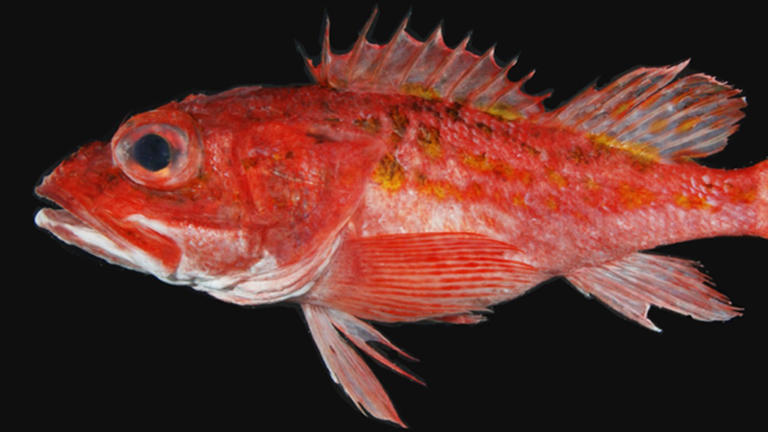 Marine scientists pull 110 new species from the deep Coral Sea ...