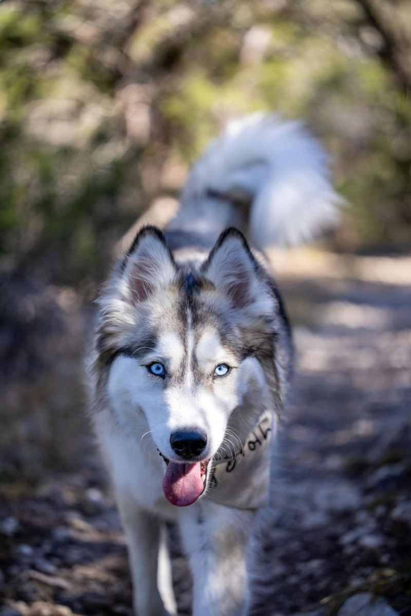 12 dog breeds that make owners say never again – plus 5 they would ...