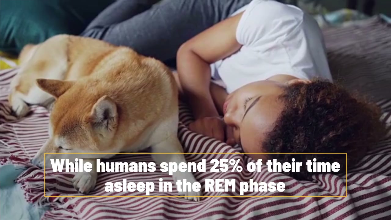 How long should your dog sleep every day?