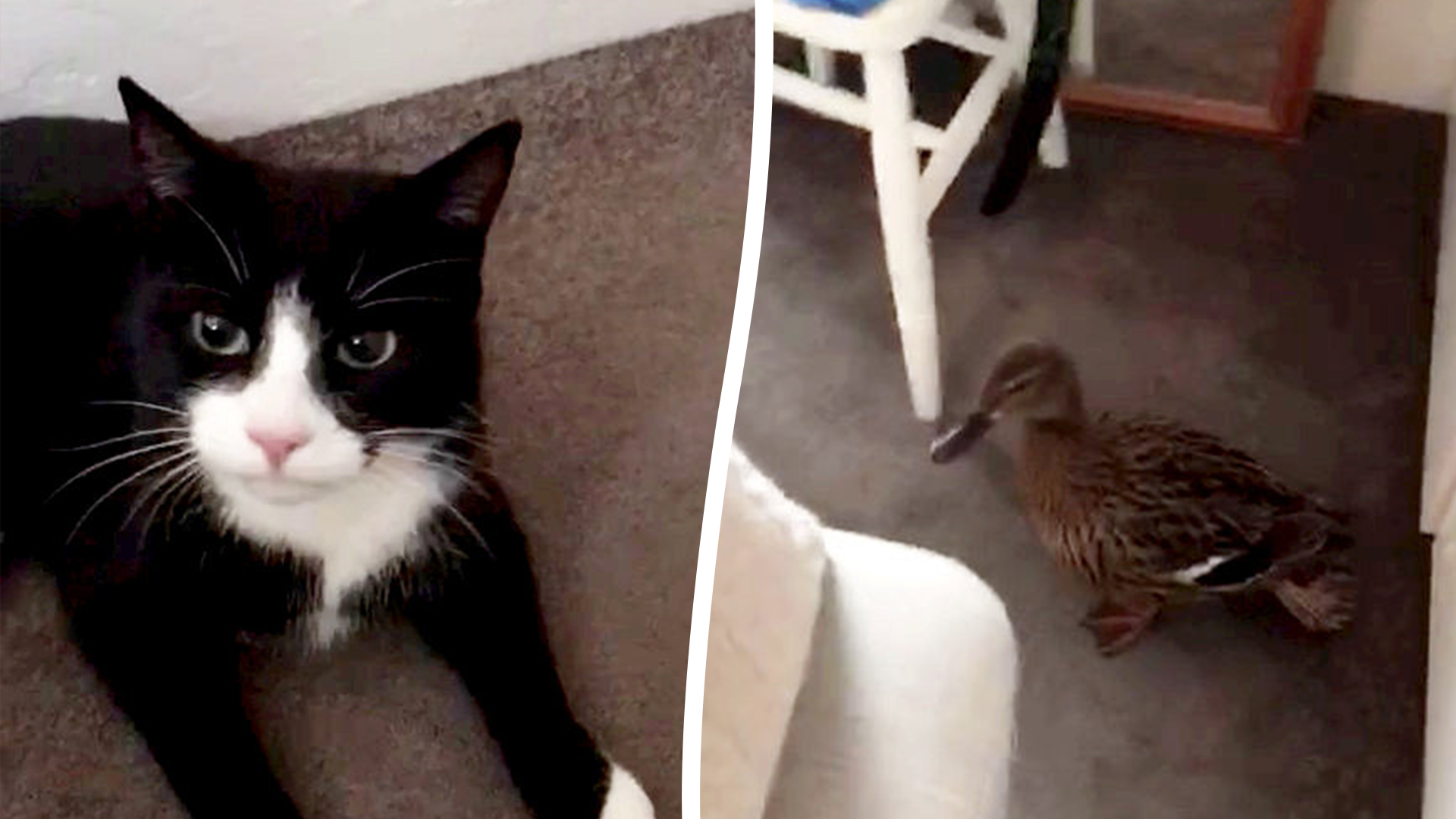 Family awake to find their cat has dragged a live duck through the catflap