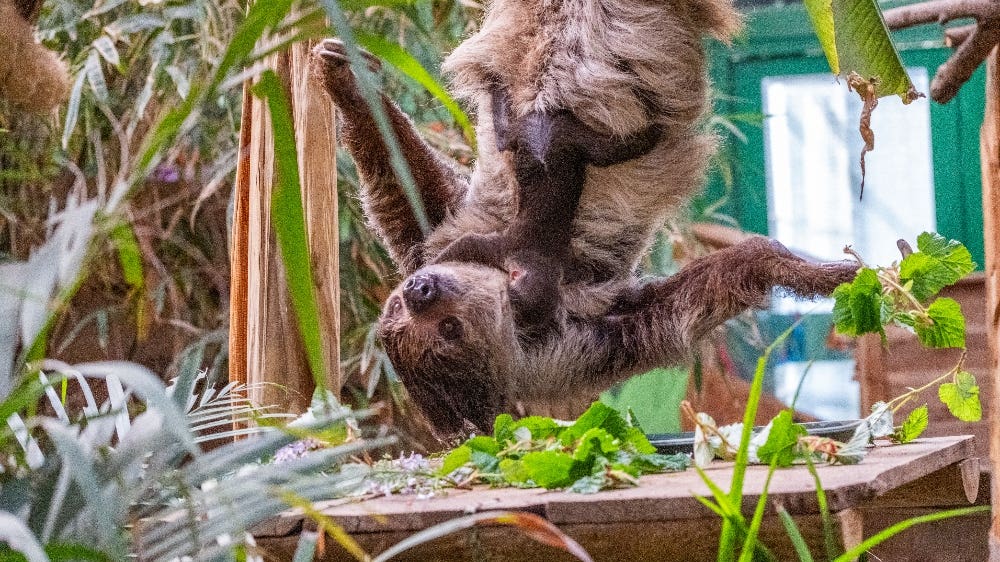 First sloth born in Scotland – and he’s been named after David Attenborough