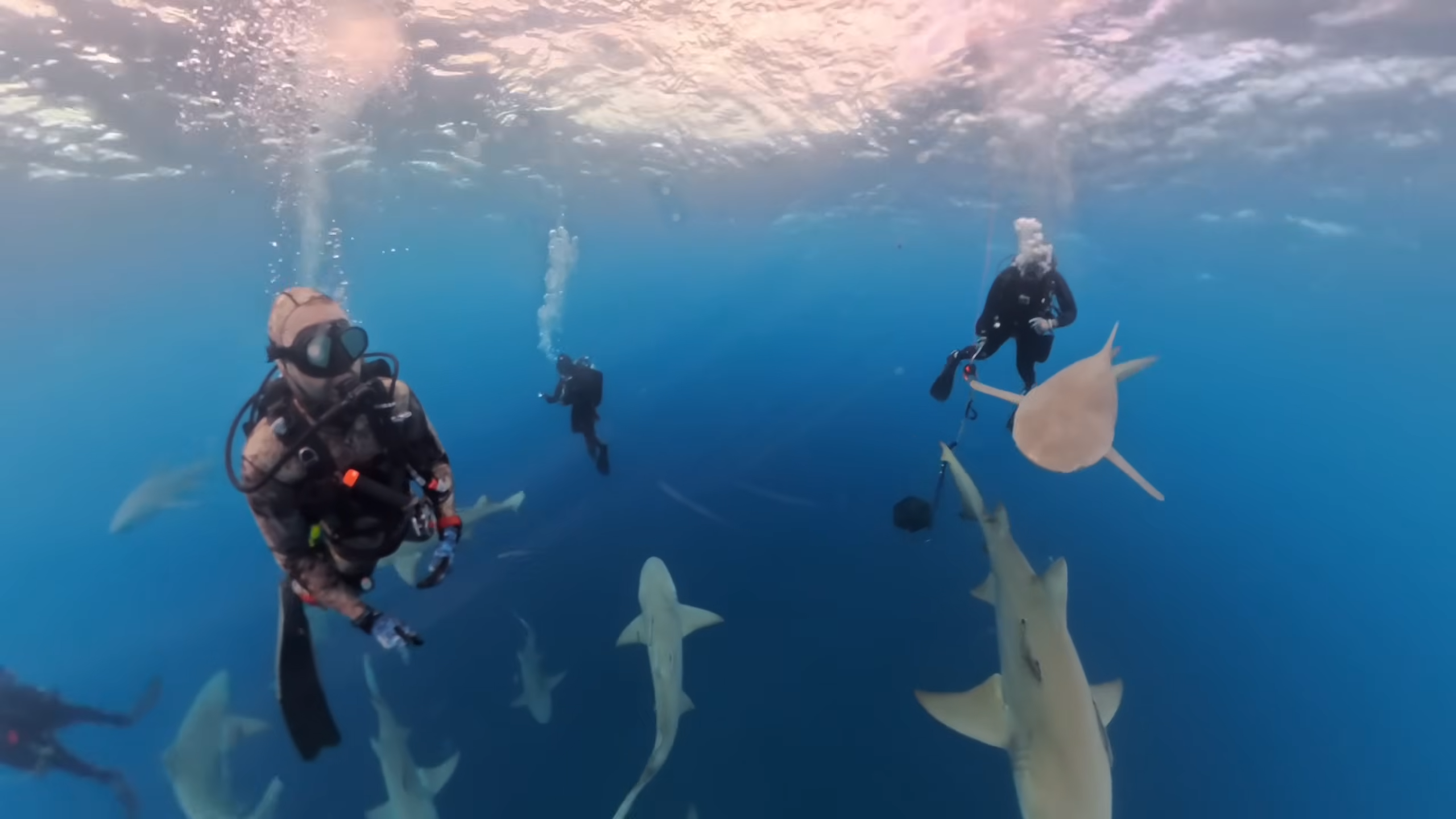 He swam with a 14ft shark and it was pregnant - caught on camera