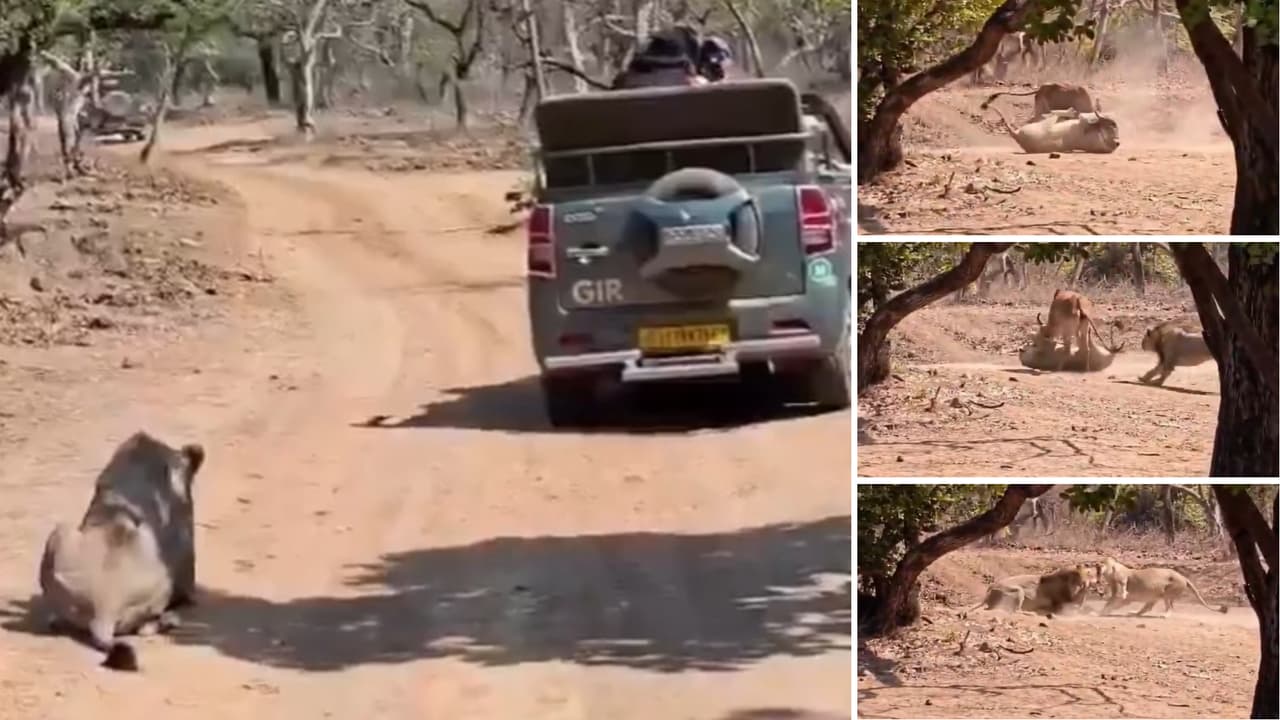 Lioness launches live hunt near safari jeep in Gir Forest; video goes viral