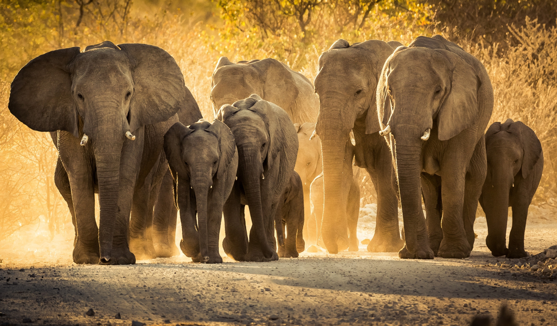 The most protective parents in the animal kingdom