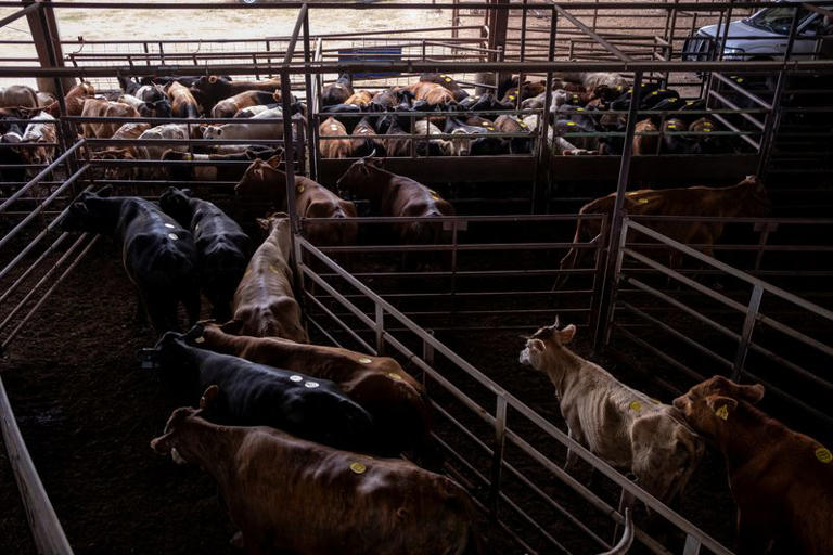Trump administration is 'fine-tuning' executive actions to ease US beef ...
