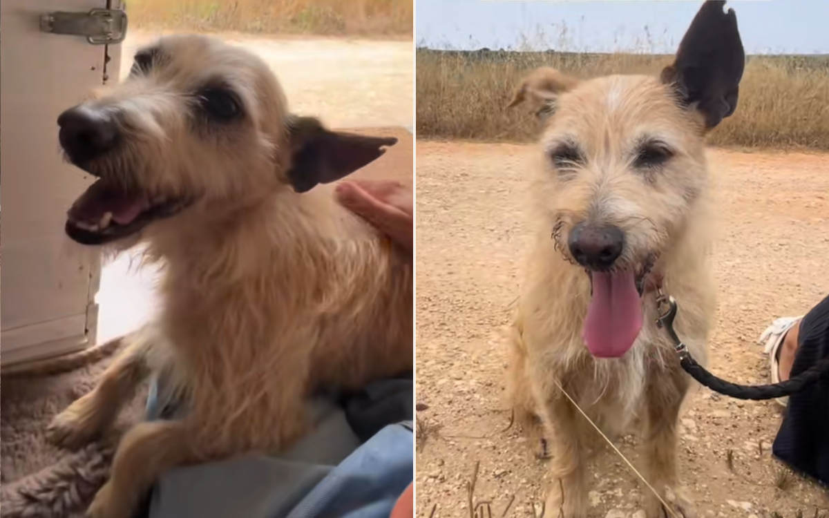 The long walk home: How one stroll ended a senior dog’s two-year ...