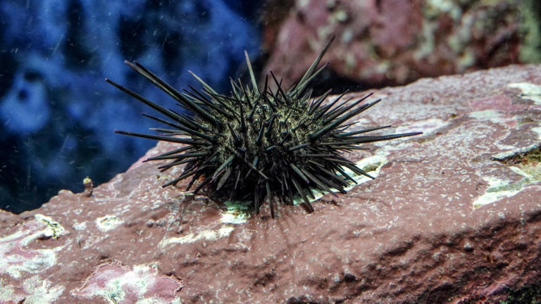 28 new deep-sea species found in an Argentine canyon nearly the size of ...