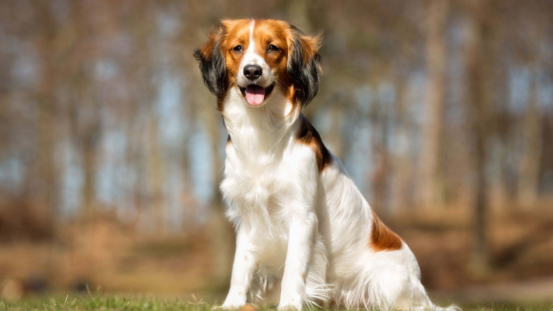 Best dog breeds for companionship