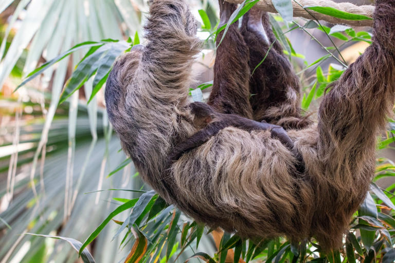 First sloth born in Scotland – and he’s been named after David Attenborough