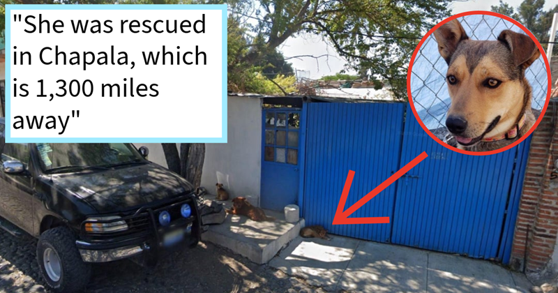 Pupper spotted in Mexico during Google Maps search leaves San Diego dog ...