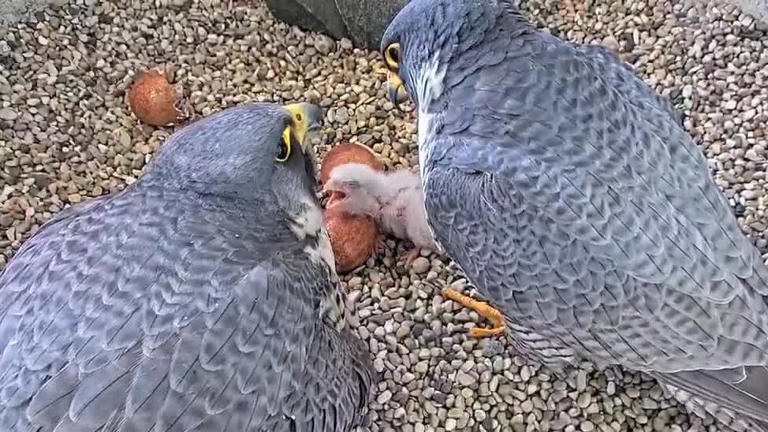 Falcon chicks hatching on WPS power plants
