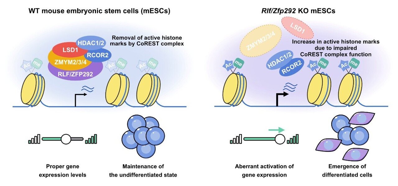 Two proteins, one goal: New findings on stem cell differentiation