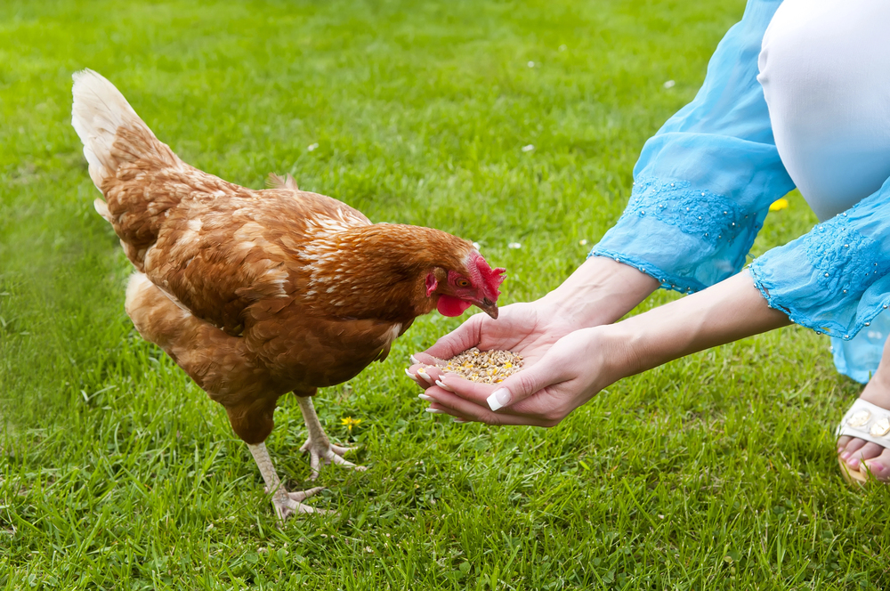 15 backyard chickens: What you need to know before you start