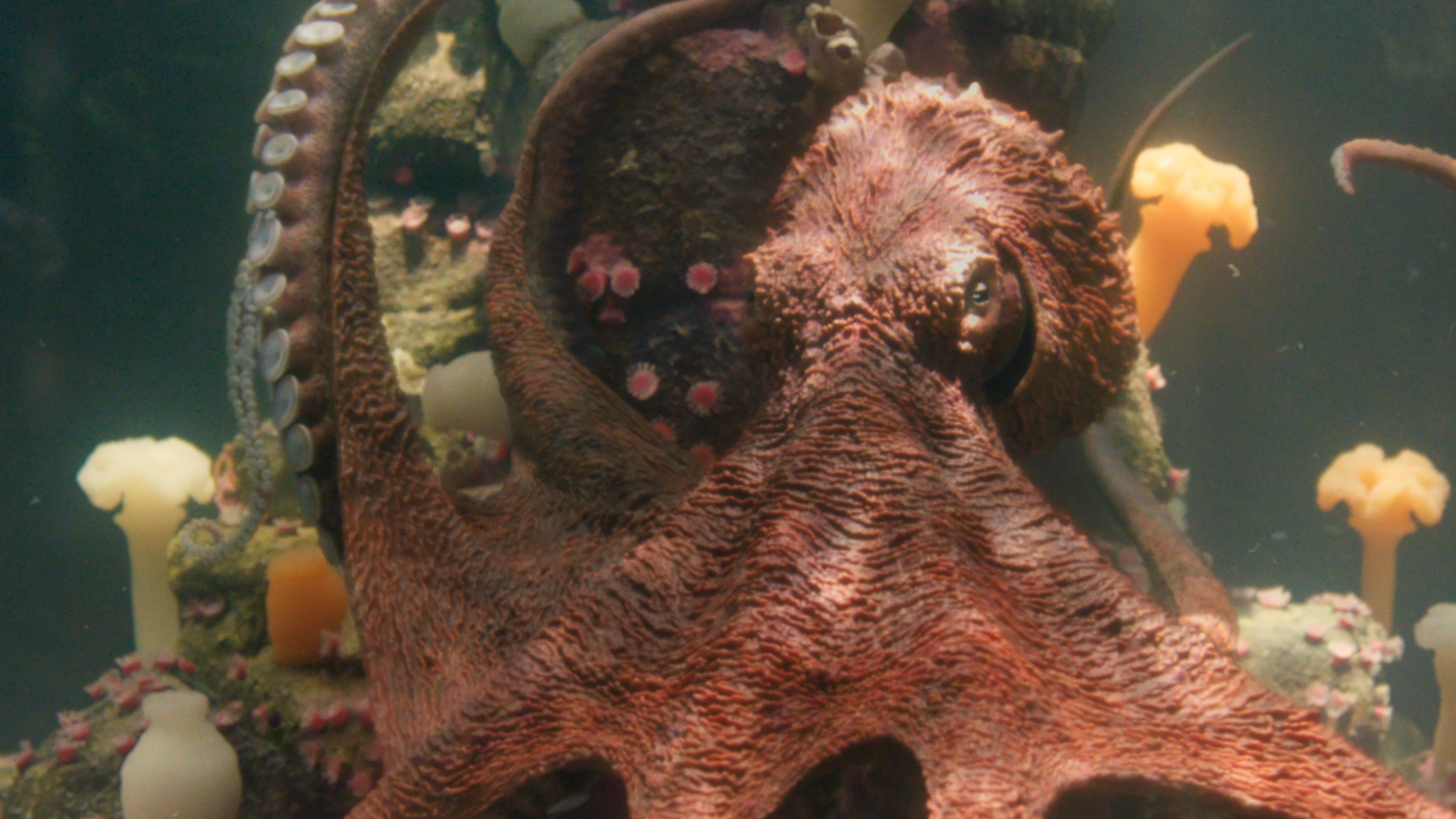 1 major Remarkably Bright Creatures change fixes a book criticism