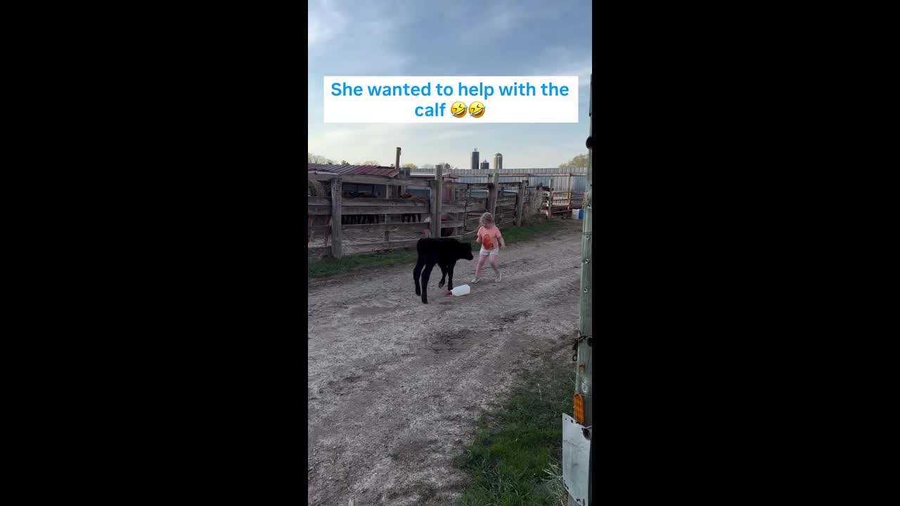 Playful baby goat chases girl carrying milk at the farm in Wisconsin, USA