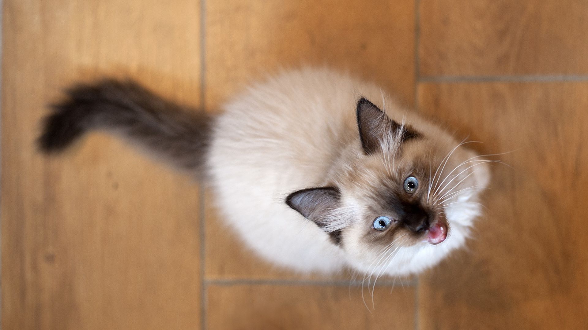 Weird cat behaviors that you’re worried about
