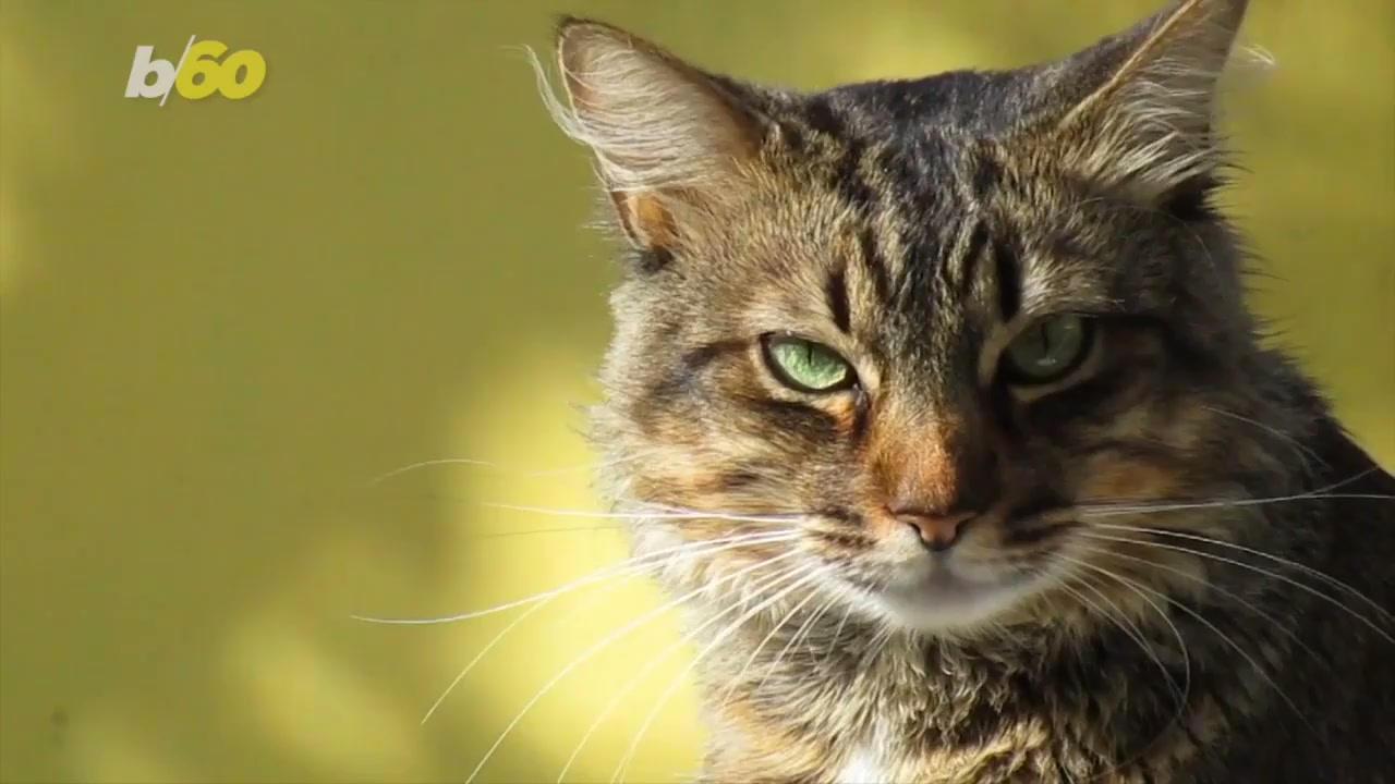 Why owning a cat is purr-fect for your physical and mental health
