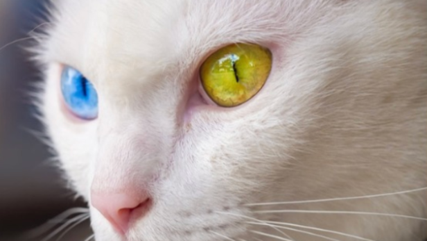 10 rare cat breeds you almost never see in real life