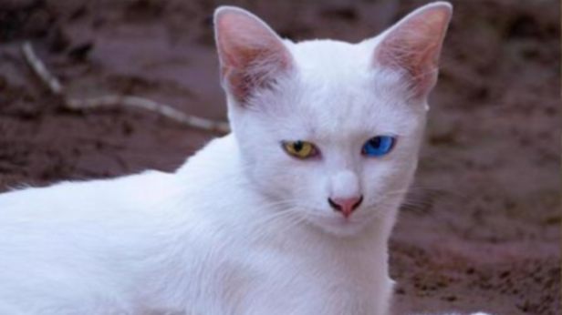 10 rare cat breeds you almost never see in real life