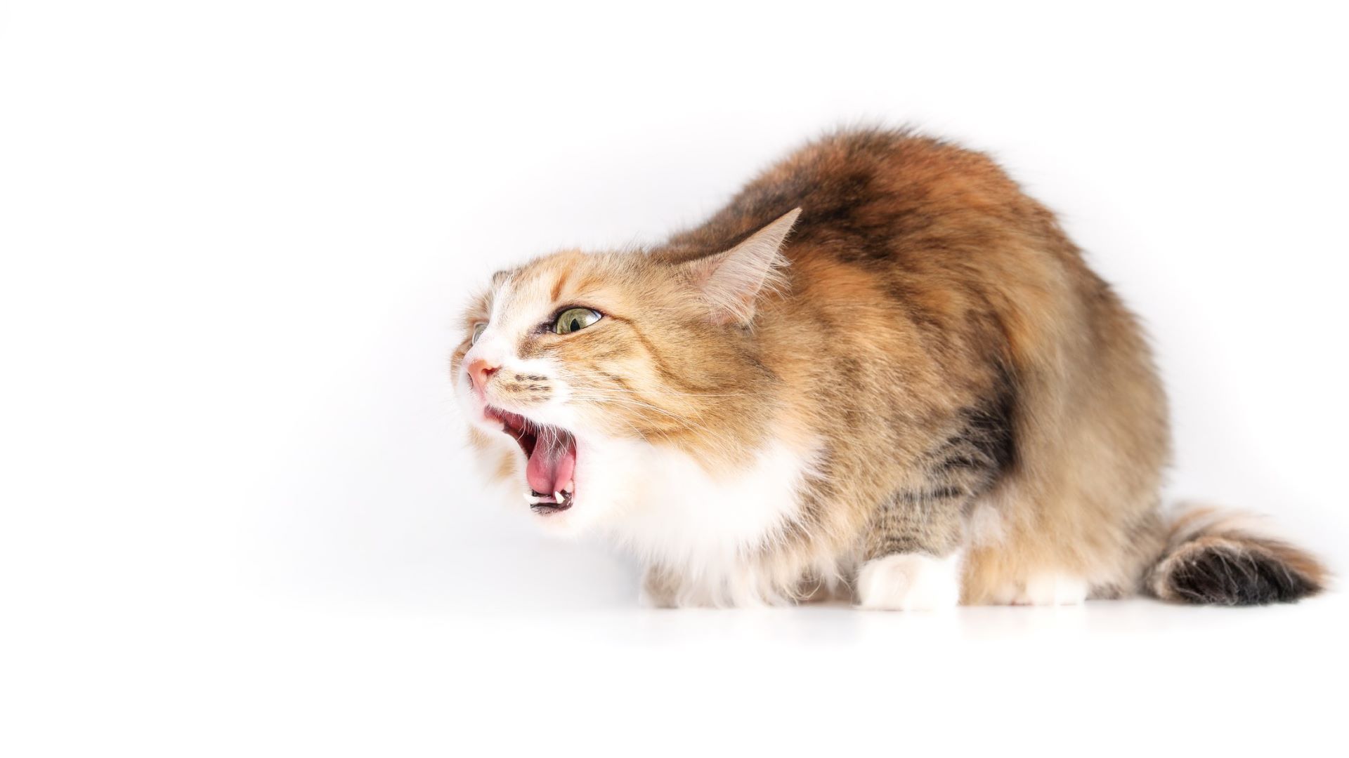 Weird cat behaviors that you’re worried about