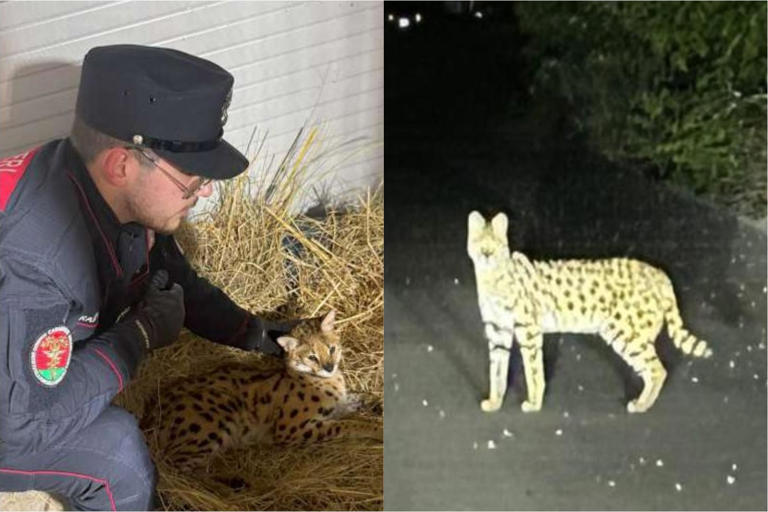 Un pericoloso gattopardo africano passeggiava indisturbato nei parchi ...