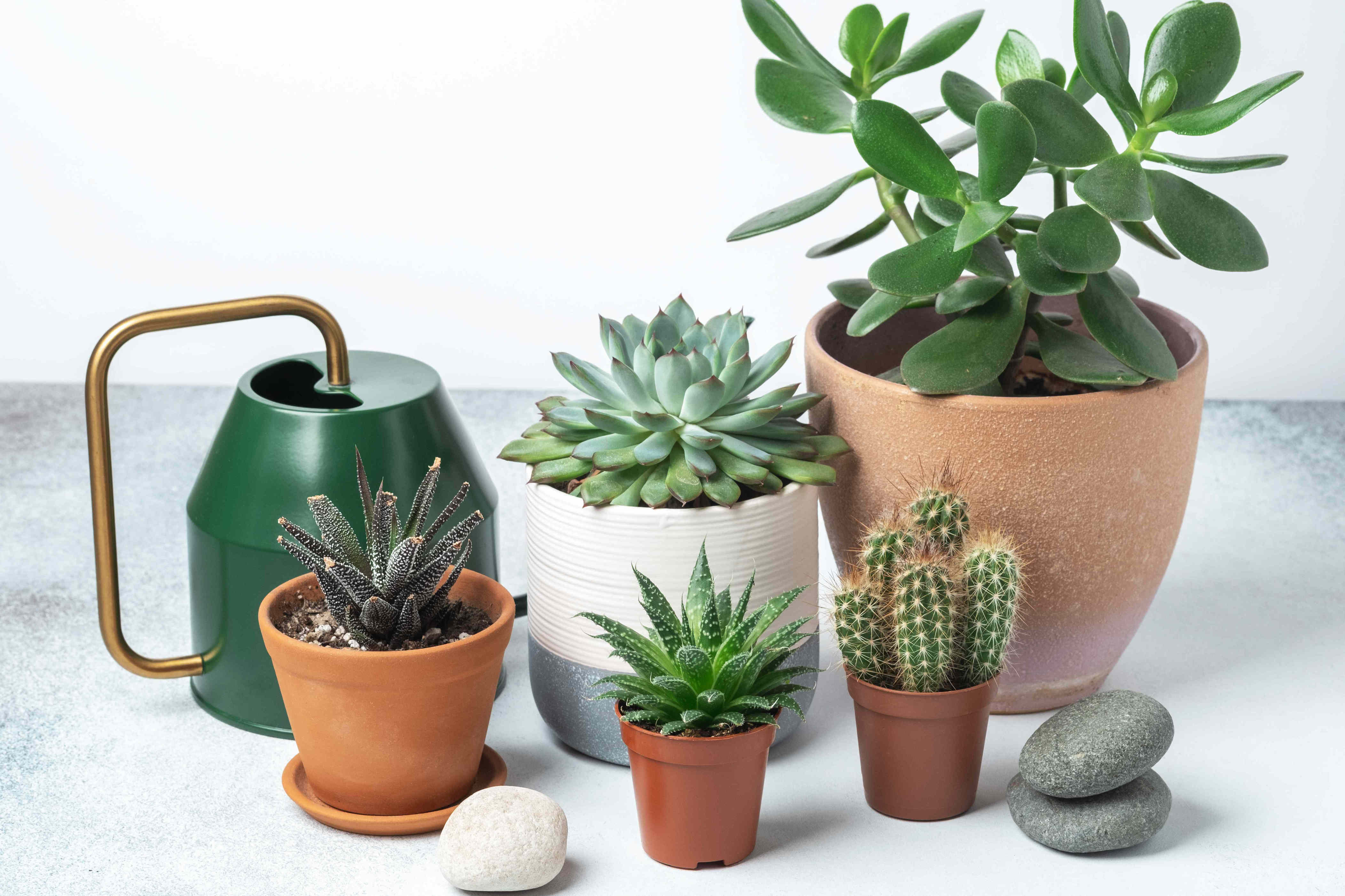 Signs you’re overwatering your succulent—and how to revive it fast