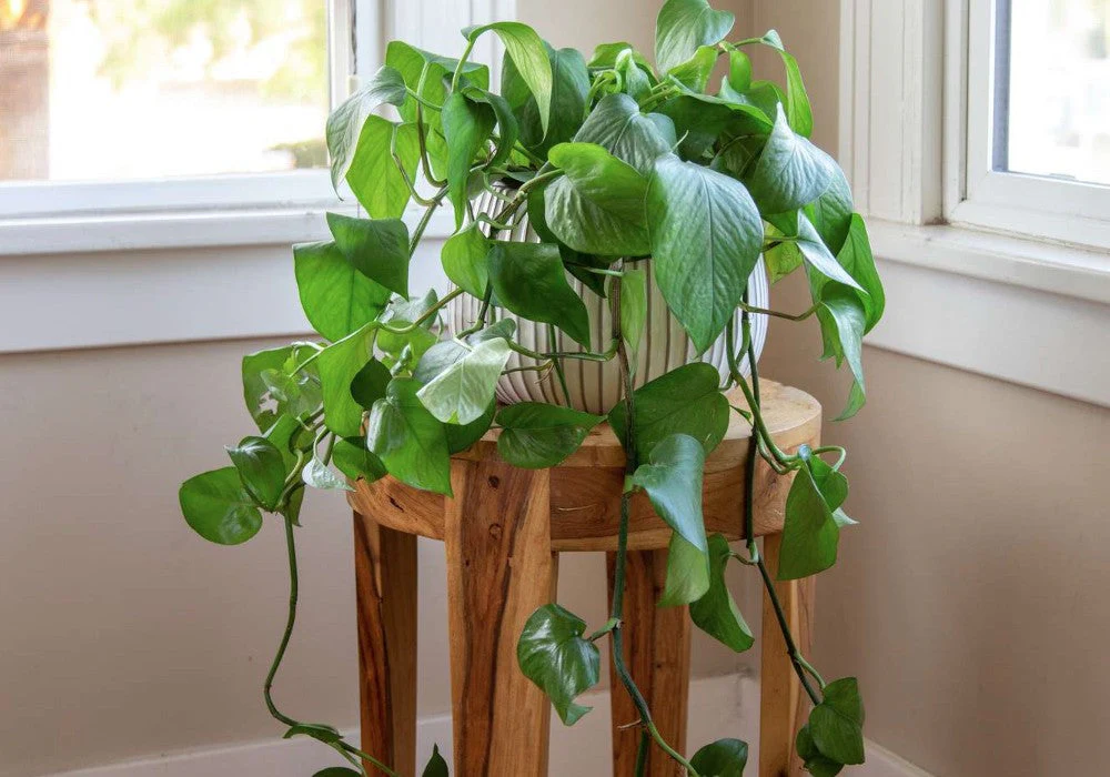 30 beginner-friendly plants that practically take care of themselves