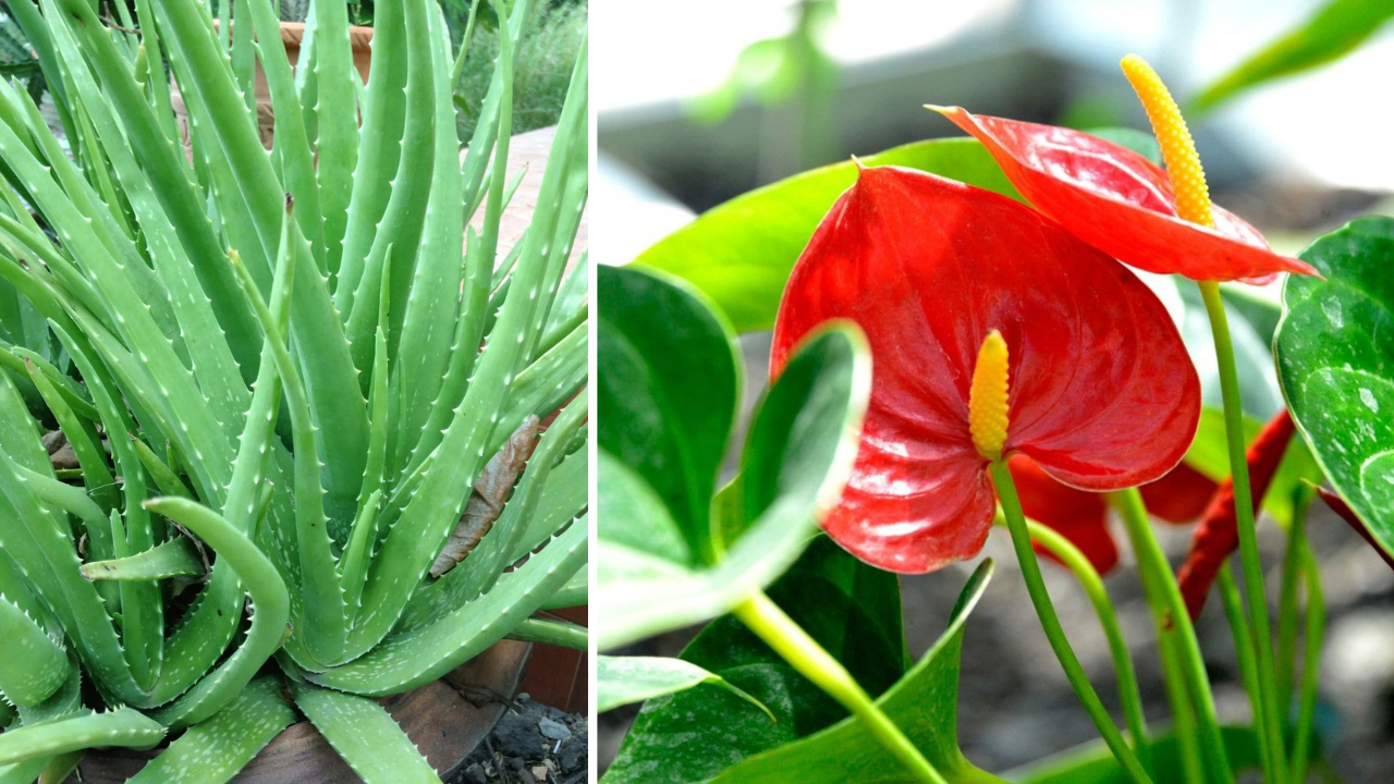 30 beginner-friendly plants that practically take care of themselves
