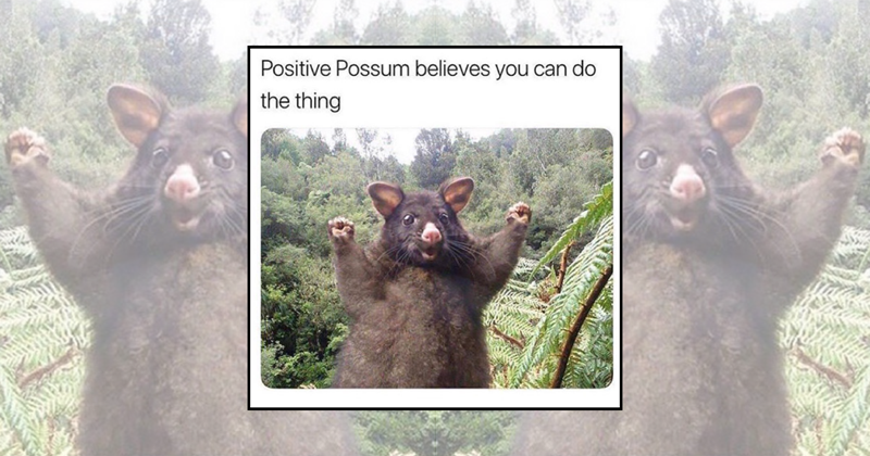 22 delightfully chaotic possum memes crawling out of the happier side ...