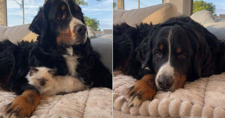 Dog keeps cat hidden after taking his duties too seriously