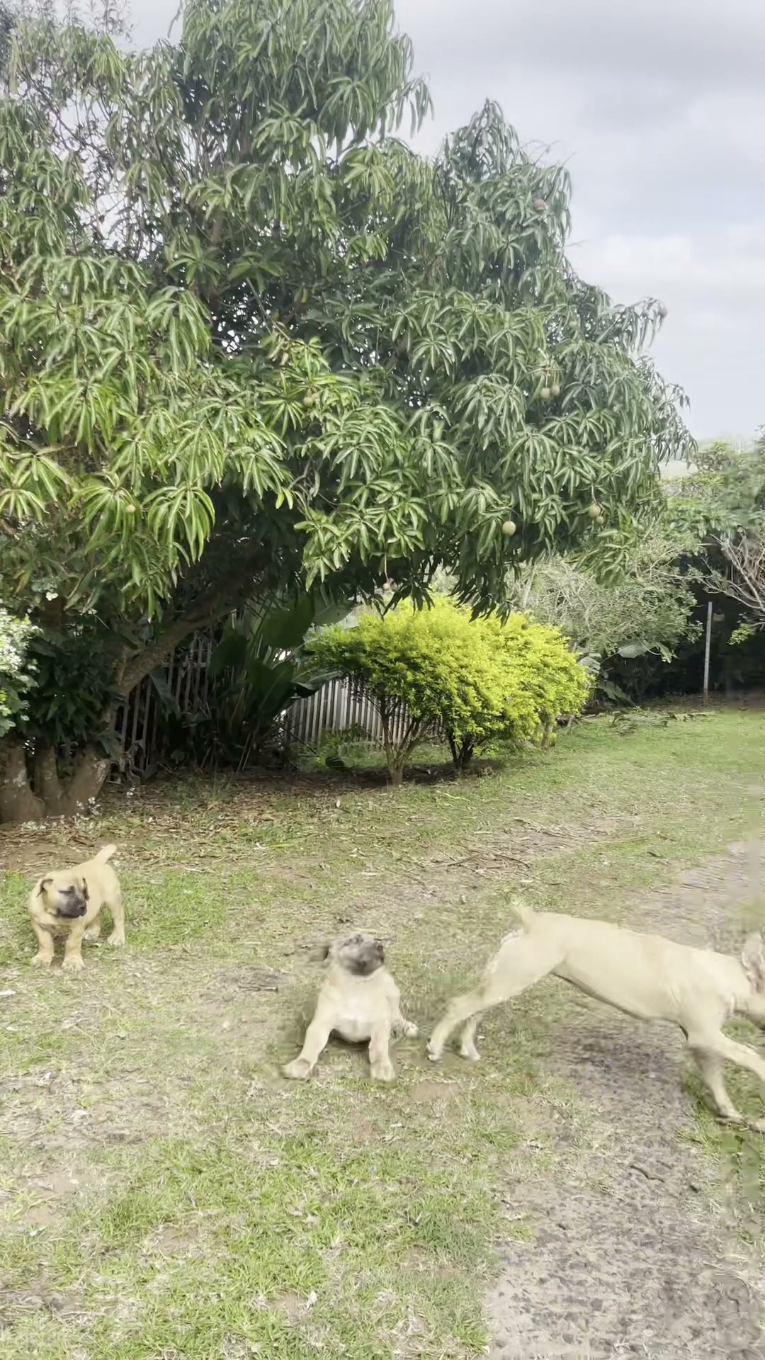 Playful puppies explore the garden