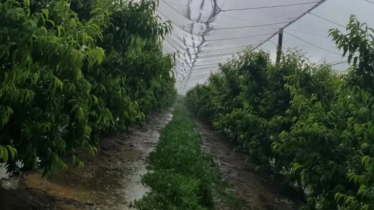 Llueve y graniza sobre mojado en los frutales de Valdejalón: "Para la ...